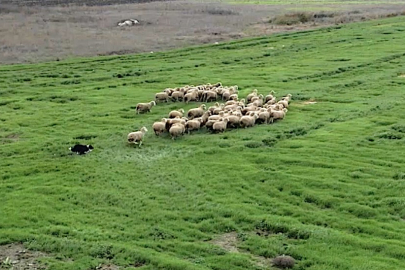 Kangal ve akbaştan sonra çobanlara hareketli ve heyecanlı yeni bir ...